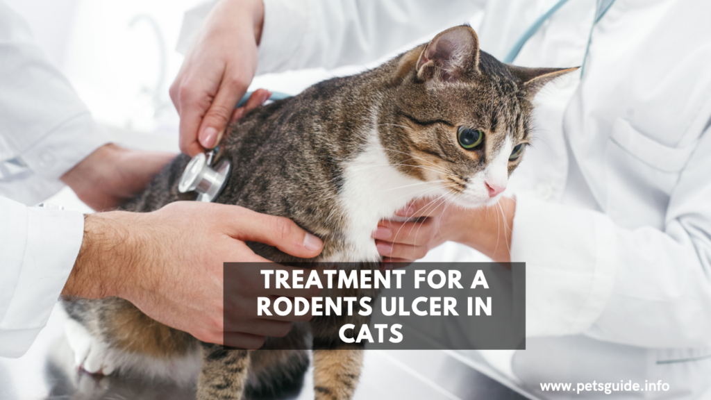 Treatment For A Rodents Ulcer In Cats - 5 Tips To Know | 2024