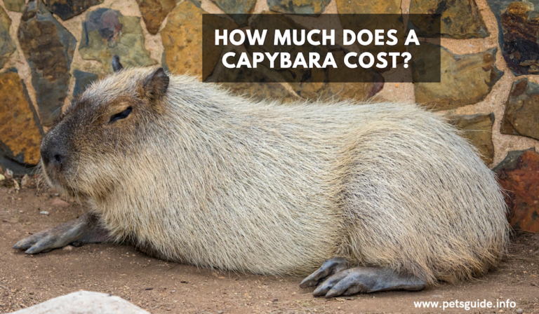 How Much Does A Capybara Cost? | 2024