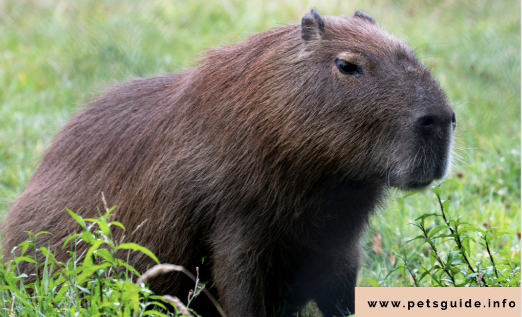 Are Capybara Dangerous? - 7 Tips You Need To Know | 2024